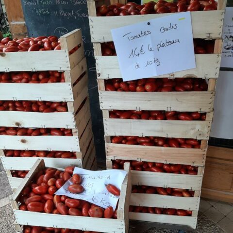 Tomates à coulis - La Ferme de Vialard